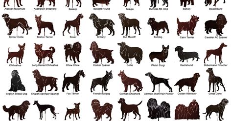 Image result for Normal Dog List