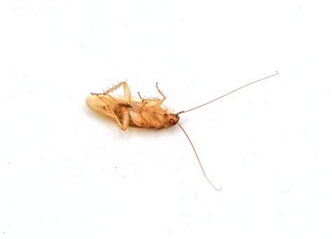 Image result for Little Cockroach