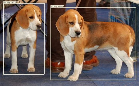 Image result for Tensorflow Models