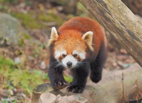 Image result for Red Panda Names