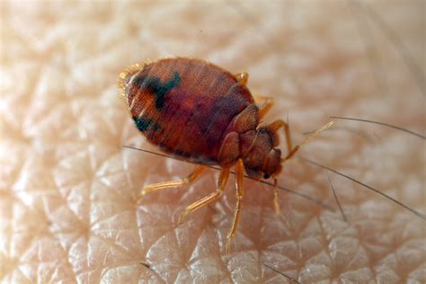 Image result for Bed Bug Identification