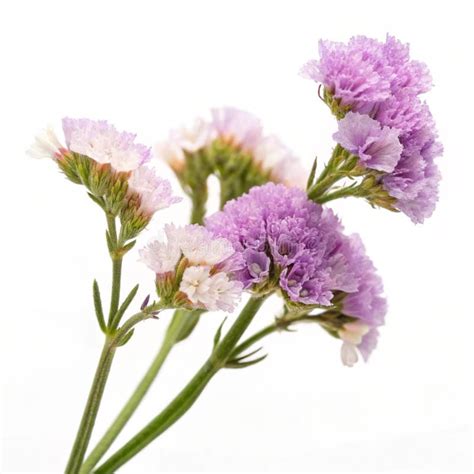 Image result for Status Flower