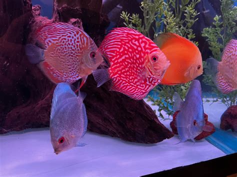 Image result for Red Eagle Discus