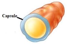 Image result for Cell Envelope and Its Modifications