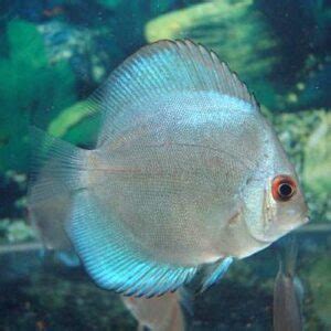 Image result for Royal Blue Discus