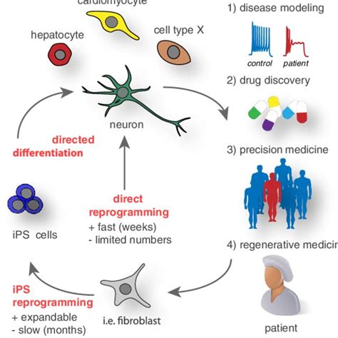 Image result for Cell Fate Reprogramming