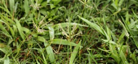 Image result for Golf Course Grass Types