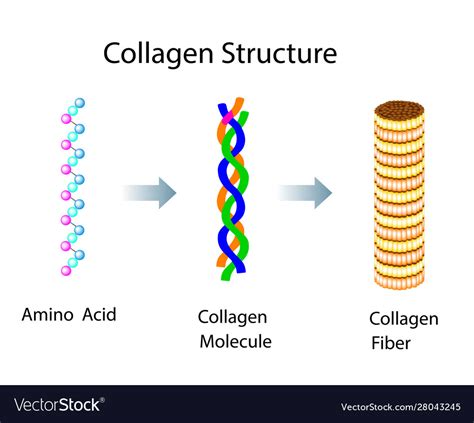 Image result for Collagen Structure