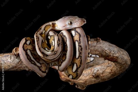 Image result for Reticulated Python Range