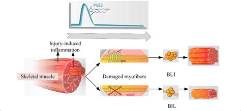 Image result for Body Composition Muscle