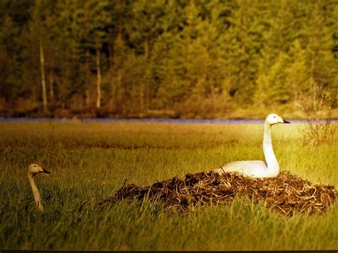 Image result for Geese Hatching