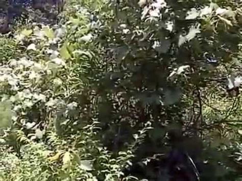 Image result for Prepper Compound Layout