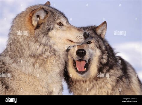 Image result for Grey Wolves Alaska