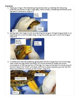 Image result for Tree Frog Dissection