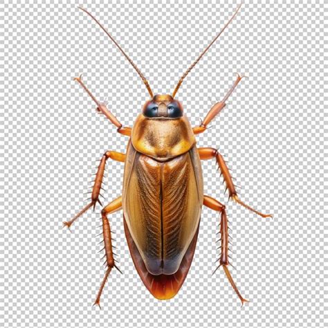 Image result for Flying Cockroach Transparent Background