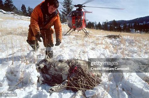 Image result for How to Trap Wolves