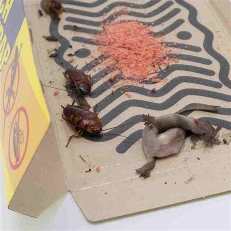 Image result for Cockroach Lizard Trap