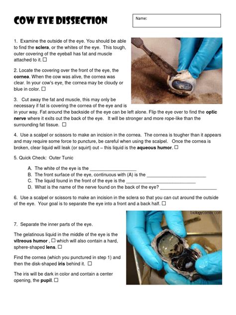 Image result for Cow Eye Dissection