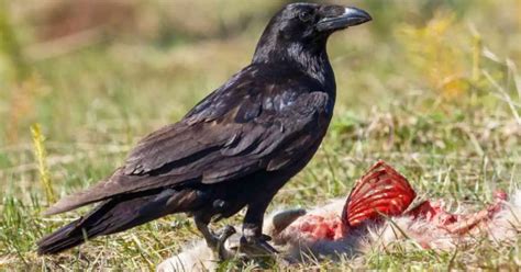 Image result for Ravens Behavior