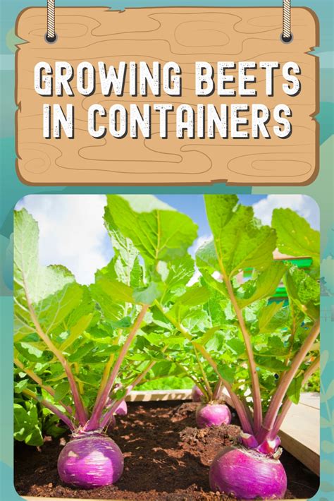 Image result for Beet Varieties for Containers