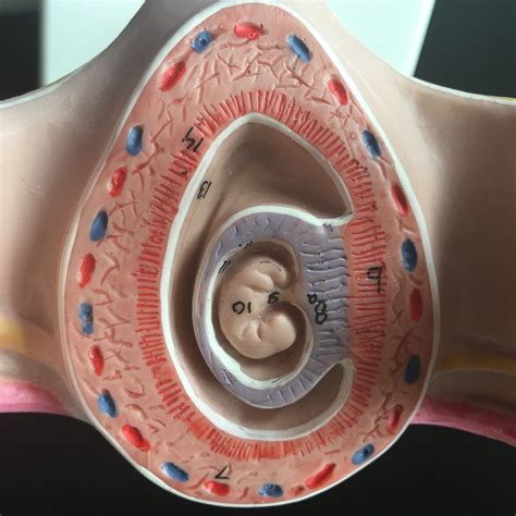 Image result for 4 Week Embryo