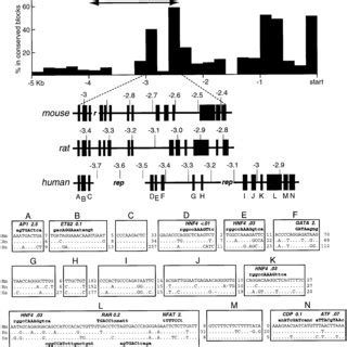 Image result for Distal Control Elements