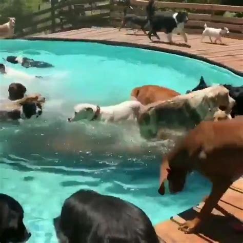 Image result for Pool Party for Dogs