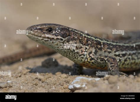 Image result for Lizard Side View