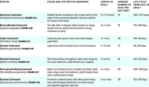 Characteristics of Common Cockroach Species | Download Scientific Diagram