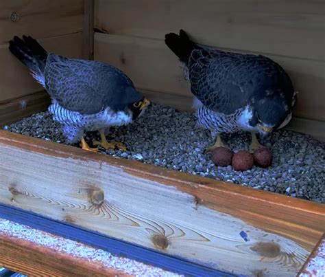 Image result for Falcon Box