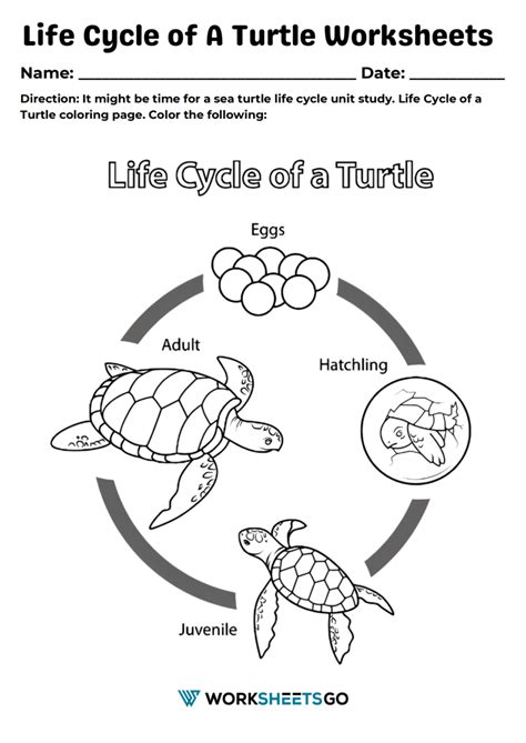 Image result for Turtle Life Cycle Free Printable