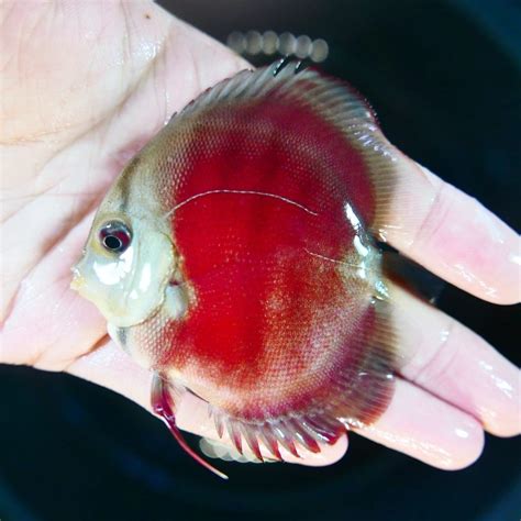 Image result for Ruby Red Discus