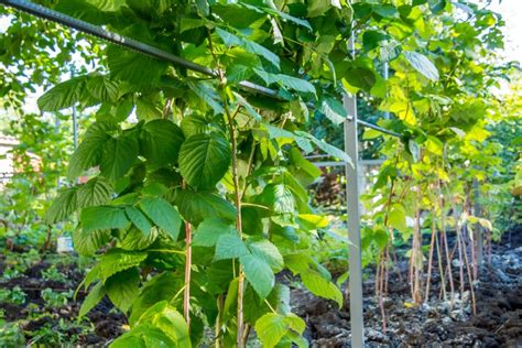 Image result for How to Plant Raspberry