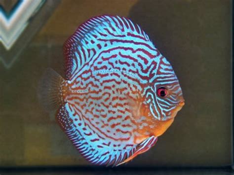 Image result for Royal Blue Discus Fish