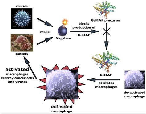 Image result for Making GcMAF