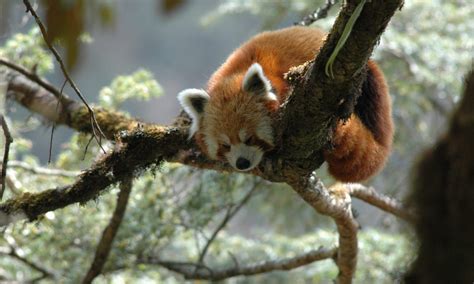 Image result for Red Panda Map