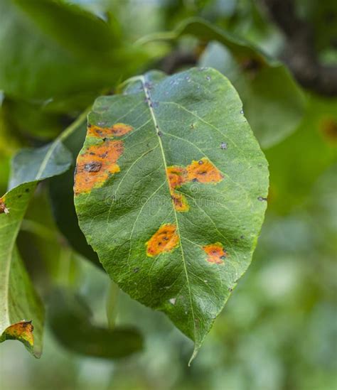 Image result for Pear Tree Trellis Rust
