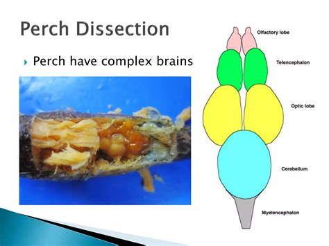 Image result for Perch Fish Dissection