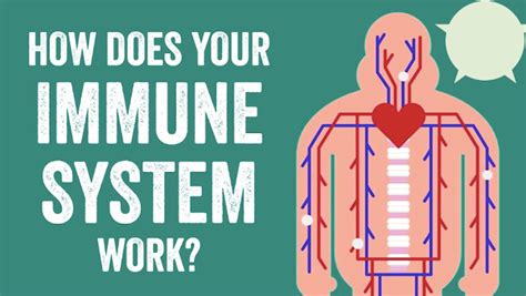 Image result for How Does Immune System Work