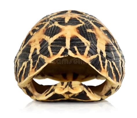 Image result for Empty Turtle Shell