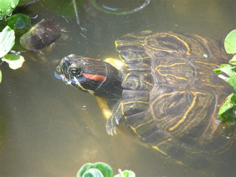 Image result for Red Eared Slider Turtle