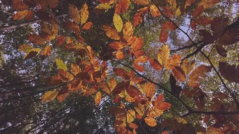 Image result for One Leaf Falling Image