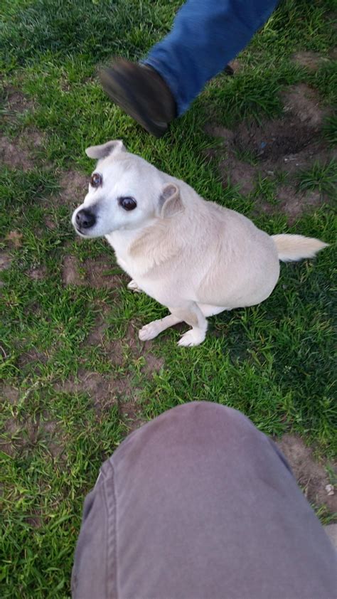 Image result for Normal Dog List