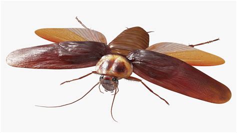 Image result for The Flying Cockroach Attack Comple