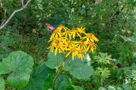 Image result for Shade Loving Perennials