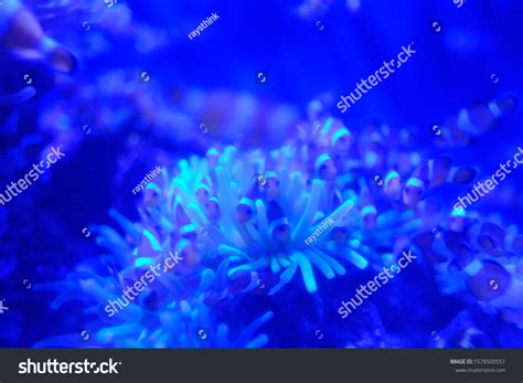 Image result for Finding Nemo Blue Fish