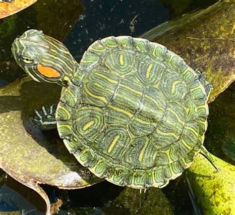 Red Eared Sliders for sale | The Turtle Source