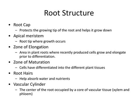Image result for Root Structure and Function