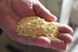 Image result for Brooding Ducks