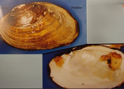 Image result for Clam Dissection